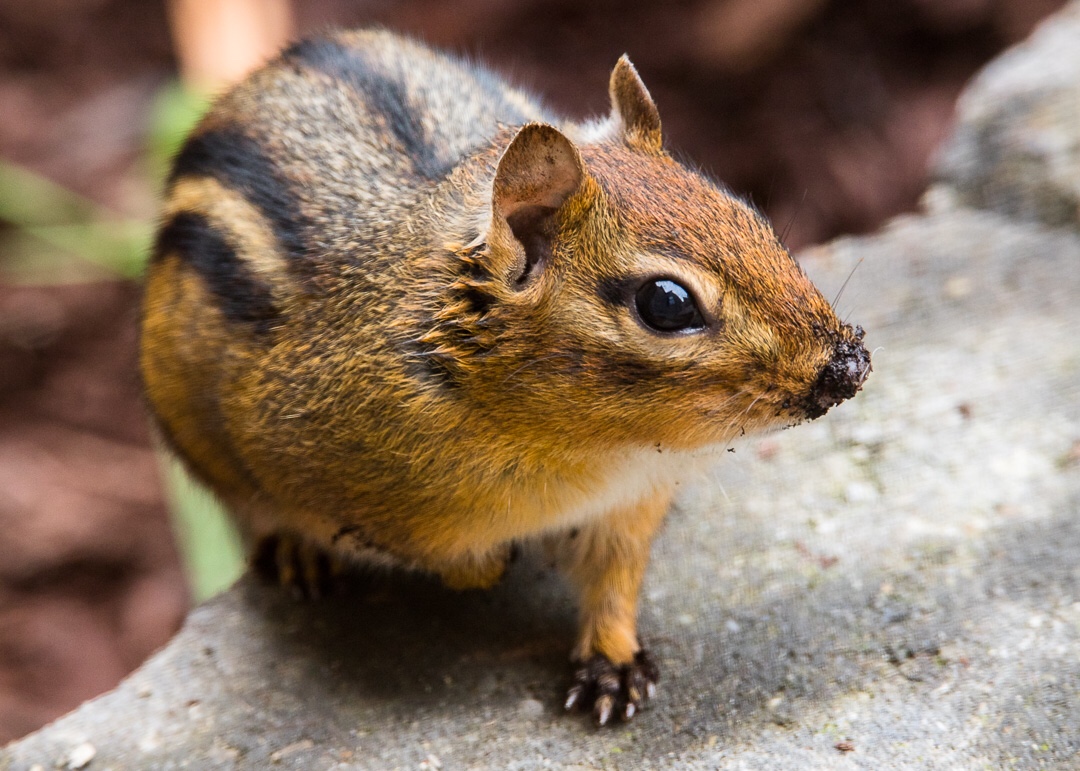 Scenes from a Burrow Building – Phototrophic Field Guide