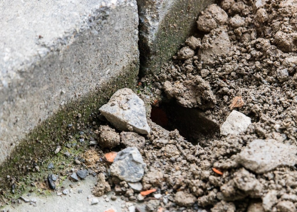 Scenes from a Burrow Building – Phototrophic Field Guide
